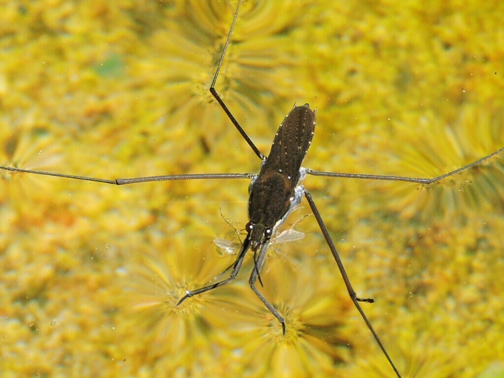 North American Common Water Strider from Napa, CA, USA on May 21, 2024 ...
