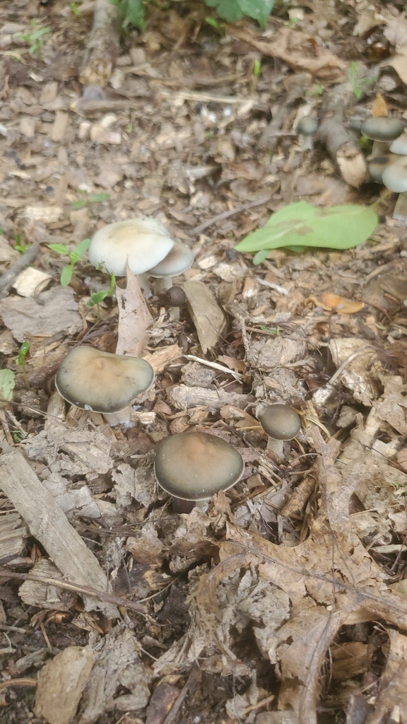 Psychedelic Ovoid Mushroom from Reston on May 23, 2024 at 05:09 PM by ...