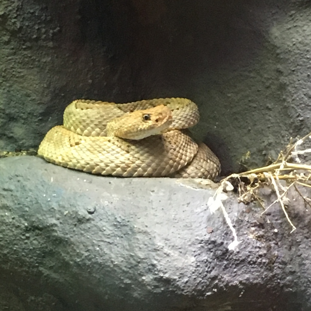 Aruba Island Rattlesnake (Crotalus unicolor) - Snakes and Lizards