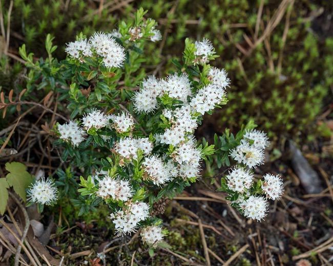 sand myrtle from Transylvania County, NC, USA on April 30, 2019 by Rich ...