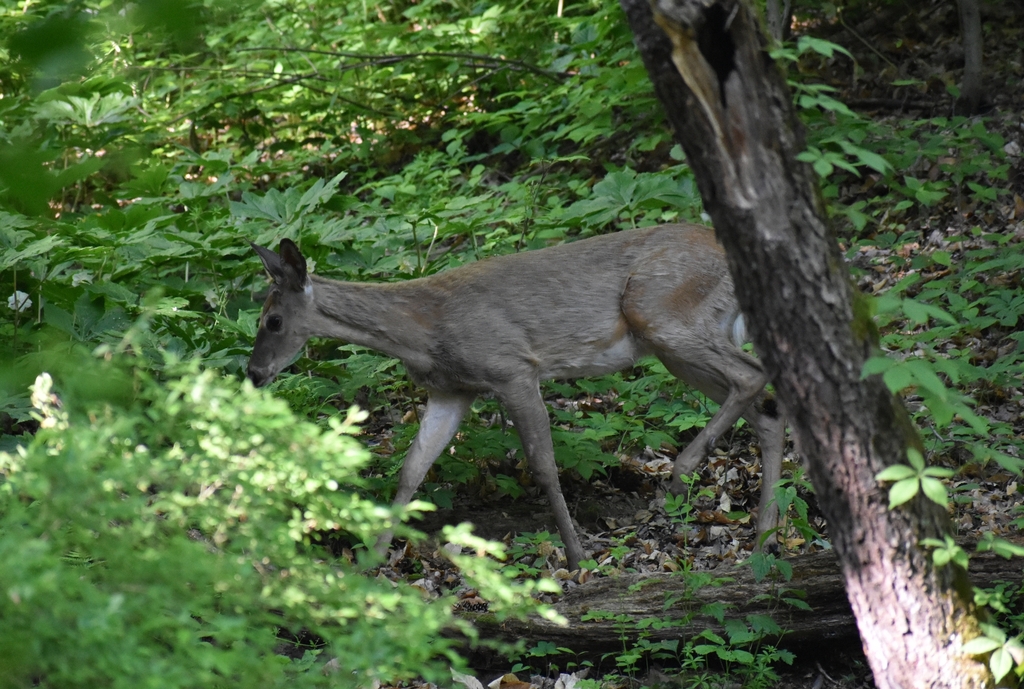 White-tailed Deer from Cootes Paradise B, Hamilton, ON, Canada on May ...