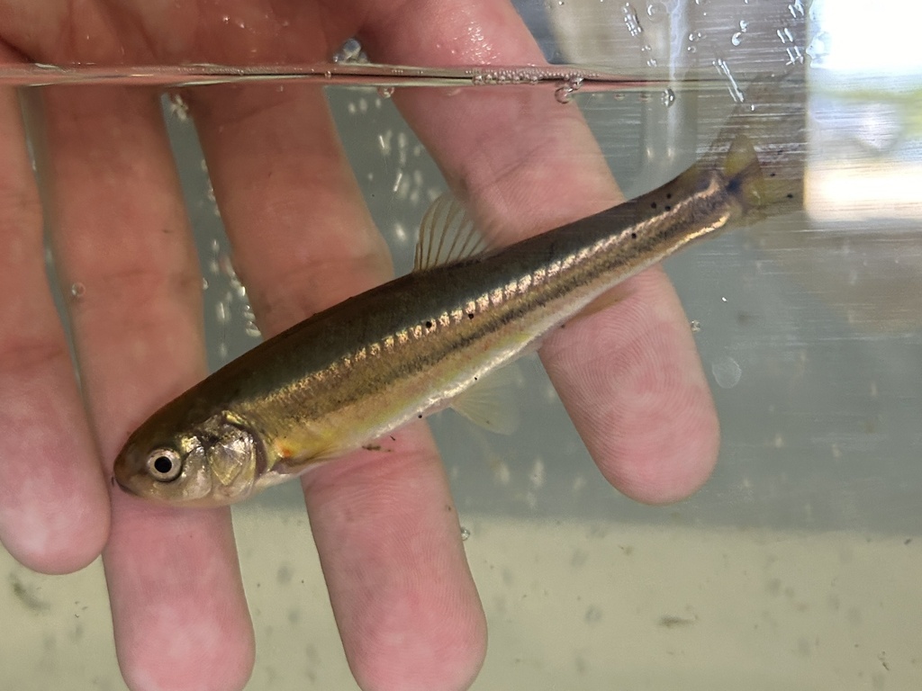 Finescale Dace in May 2024 by Ryan Grow · iNaturalist