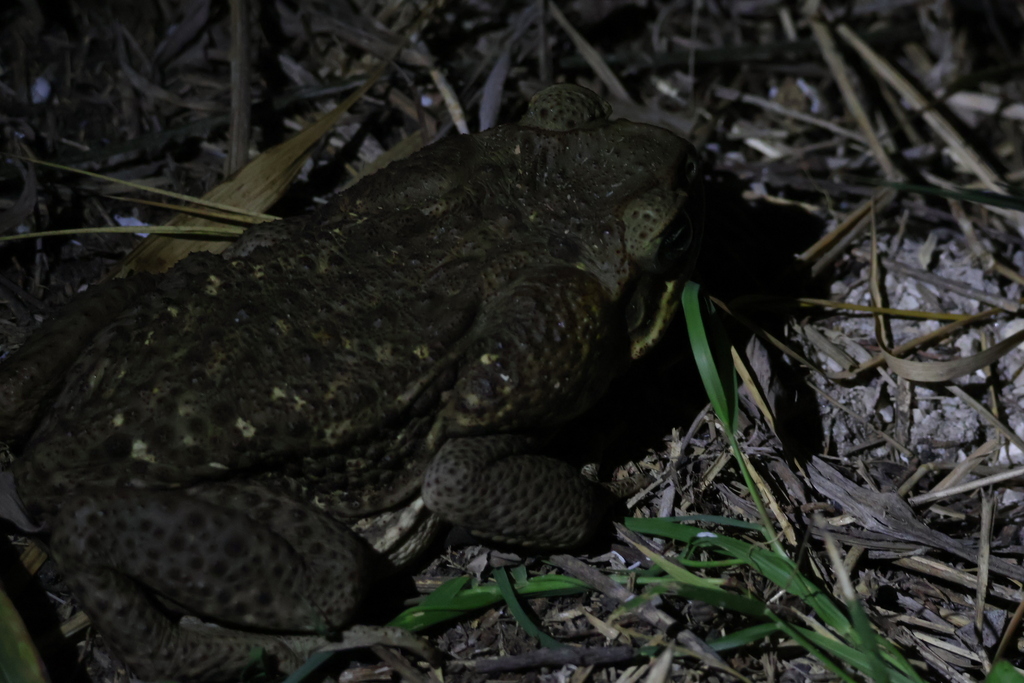 Giant Toad from Orange Walk District, Belize on May 22, 2024 at 08:22 ...