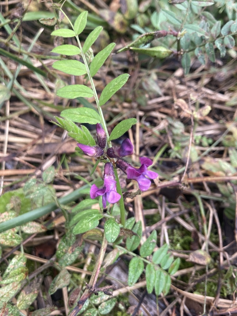 Bush Vetch from Highfield Country Park, Manchester, England, GB on ...