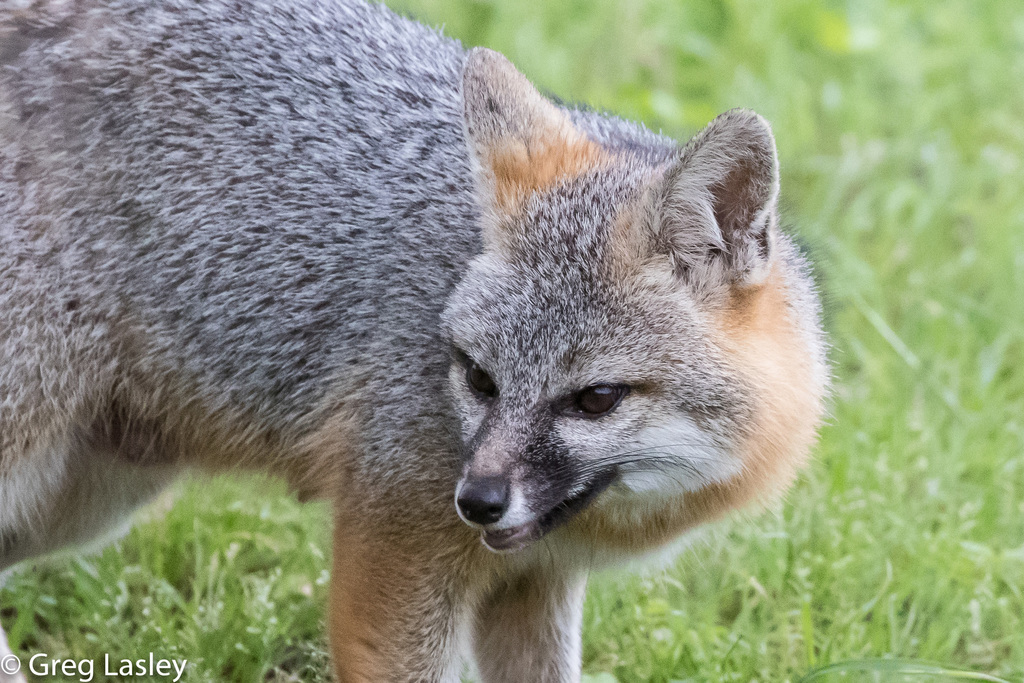 Gray Fox from 222 Peabody Pl, Dripping Springs, TX 78620, USA on May 10 ...