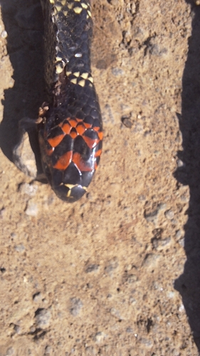 Uruguayan Coralsnake (Micrurus altirostris) - Snakes and Lizards