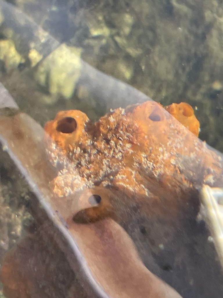 Fire Sponge from Sunset Cove, FL, US on May 23, 2024 at 09:12 AM by ...