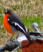 Flame Robin from Davies St, Bealiba, VIC, AU on May 20, 2024 at 08:46 ...