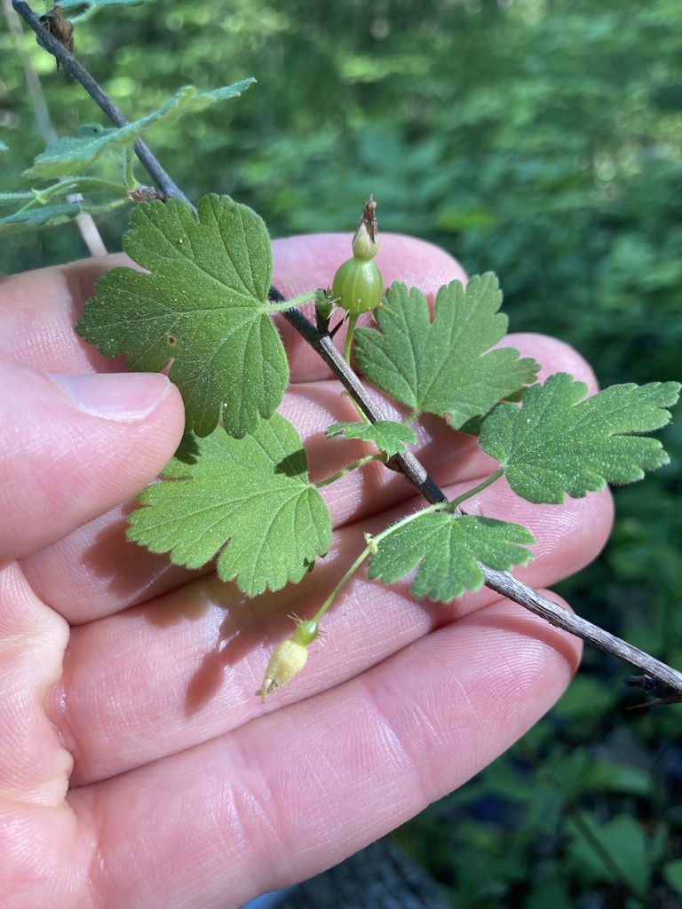 prickly gooseberry from Wolverine, MI, US on May 23, 2024 at 09:22 AM ...