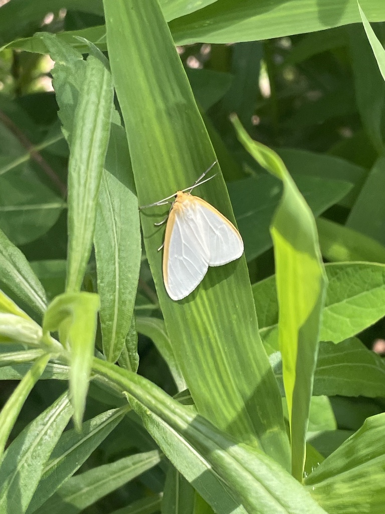 Delicate Cycnia Moth from 30th St, Mount Rainier, MD, US on May 22 ...