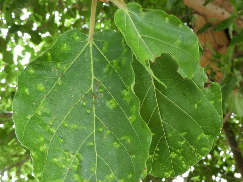 Gall and Rust Mites from Kerio Valley, Elgeyo-Marakwet Co., Kenya on ...