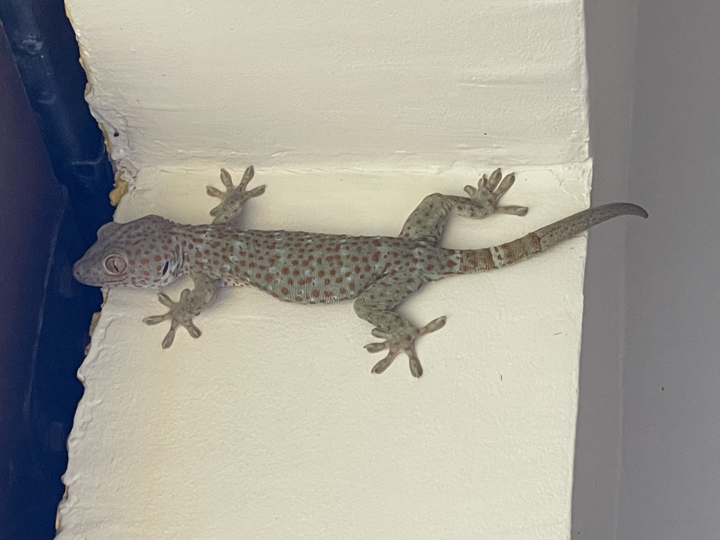 Tokay Gecko from Luzon, Mabini, Batangas, PH on May 1, 2024 at 07:05 AM ...