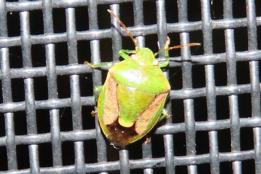 Green Stink Bug from Coomba Park NSW 2428, Australia on May 24, 2024 at ...
