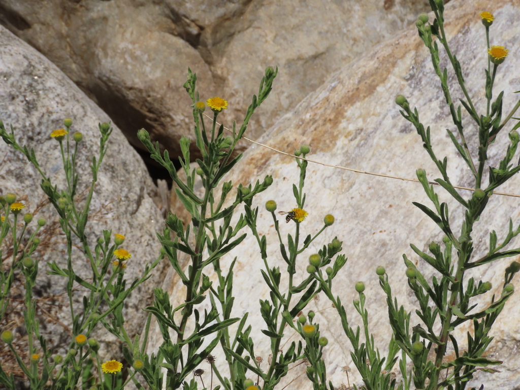 Spanish False Fleabane from Riverside County, CA, USA on May 21, 2024 ...