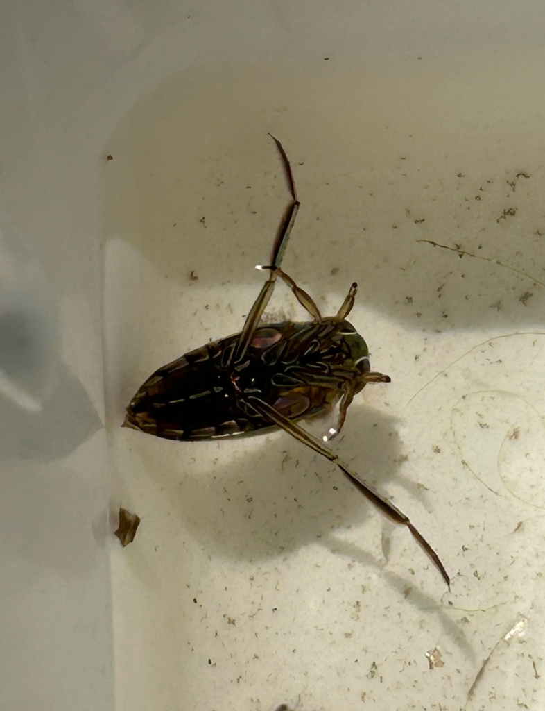 Enithares from Harris Rd, Diamond Valley, QLD, AU on January 28, 2023 ...