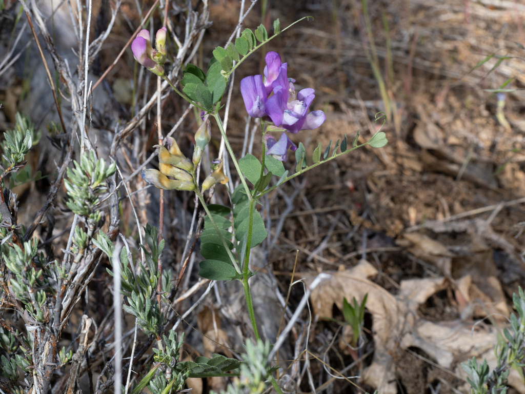 Common Vetch from San Diego County, CA, USA on May 21, 2024 at 09:56 AM ...