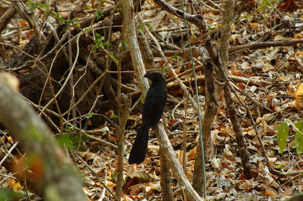 Garrapatero pijuy desde Santa María Huatulco, Oax., México el 21 de ...