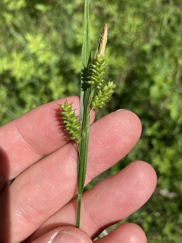 pale sedge from Cheboygan County, US-MI, US on May 23, 2024 at 11:43 AM ...