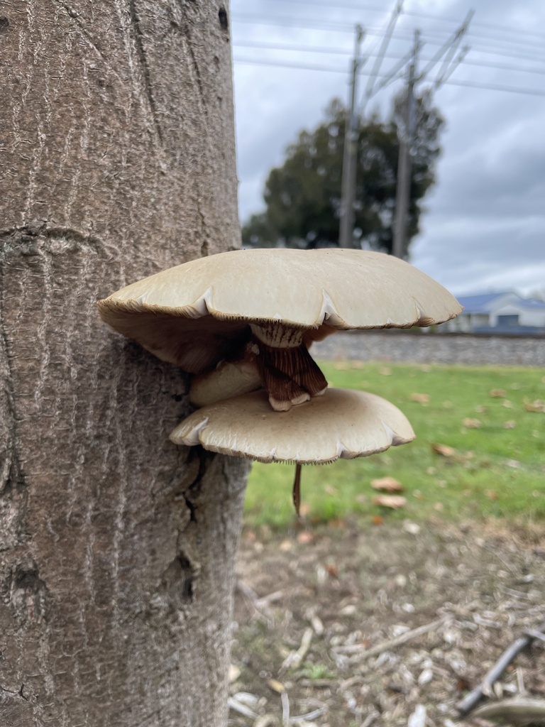 Cyclocybe parasitica in May 2024 by jthiccboi. Is this edible Tawaka ...