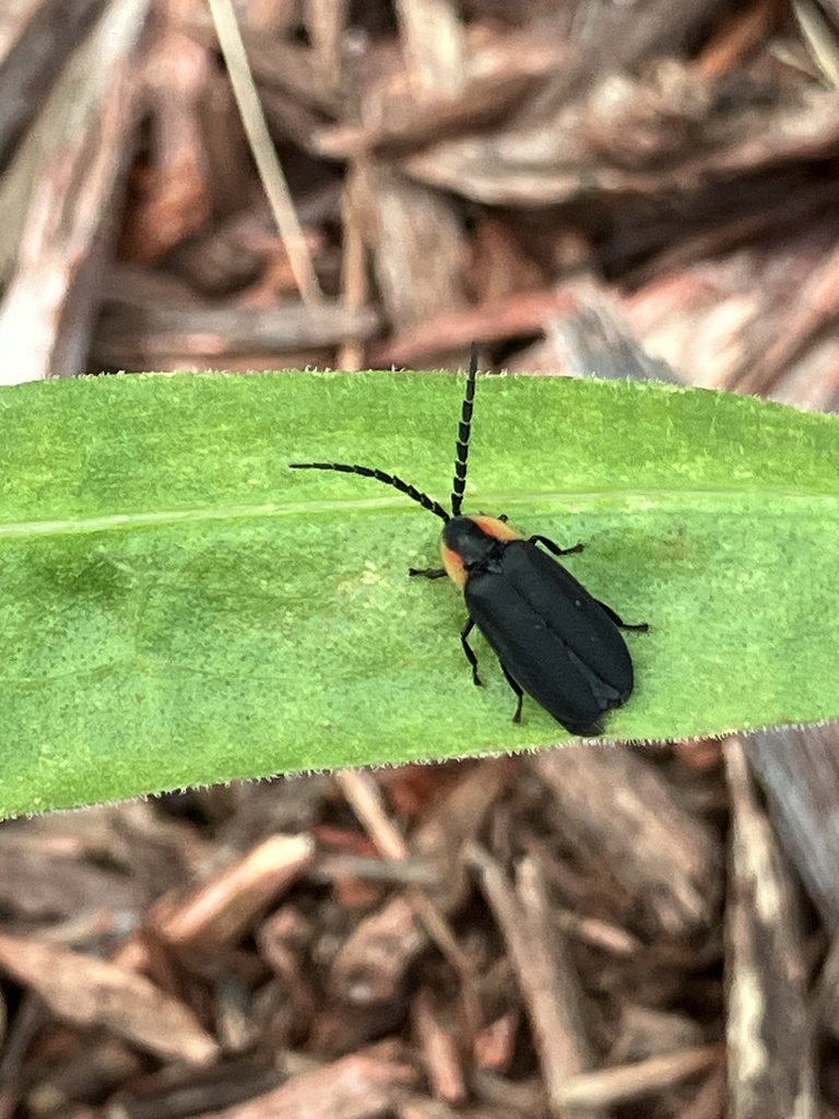 Black Firefly from W 37th St, Minneapolis, MN, US on May 23, 2024 at 07 ...