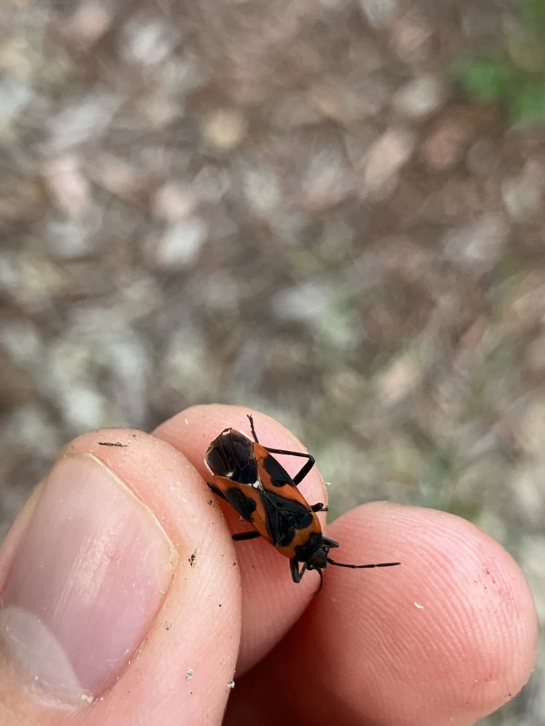 Small Milkweed Bug from W 37th St, Minneapolis, MN, US on May 23, 2024 ...