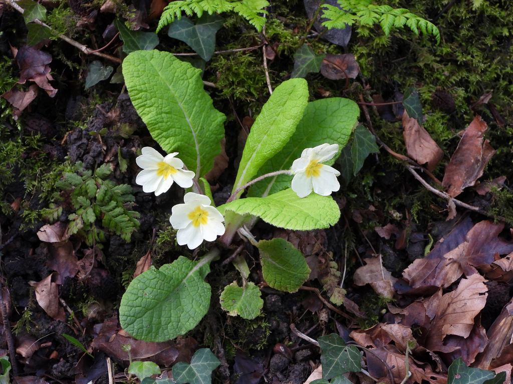 Primrose from Battle, UK on April 29, 2024 at 08:33 AM by Chuangzao ...