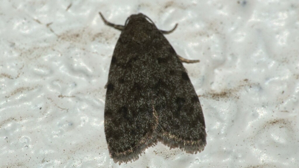 Aemene tenebrosa from Nido, Blue River Valley, Bhose - Mahabaleshwar Rd ...