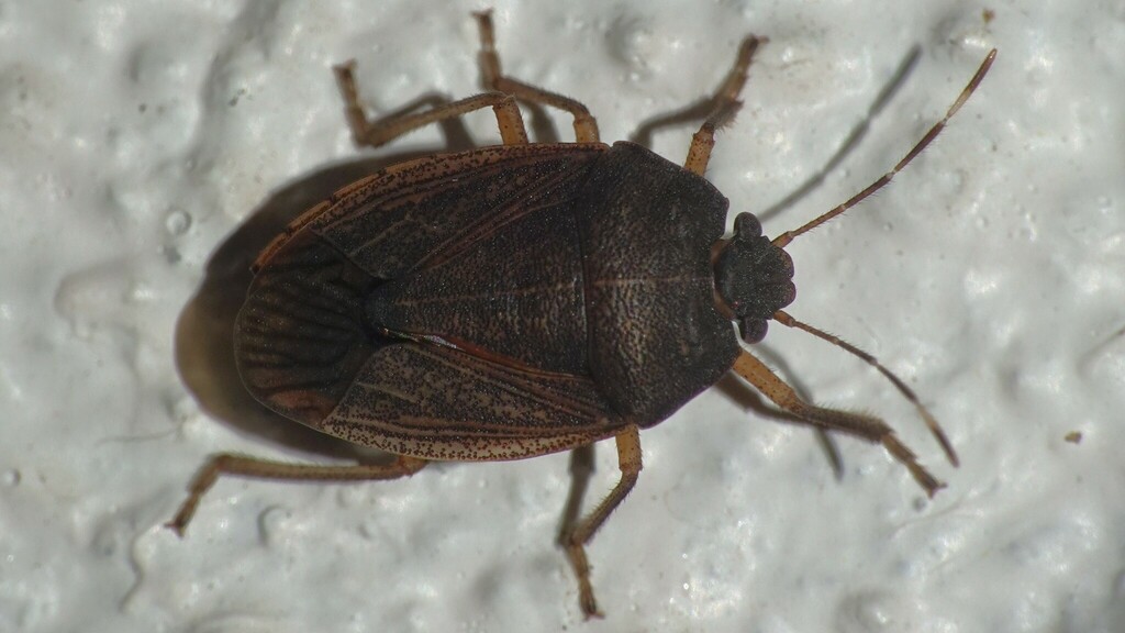 Caystrus obscurus from Nido, Blue River Valley, Bhose - Mahabaleshwar ...