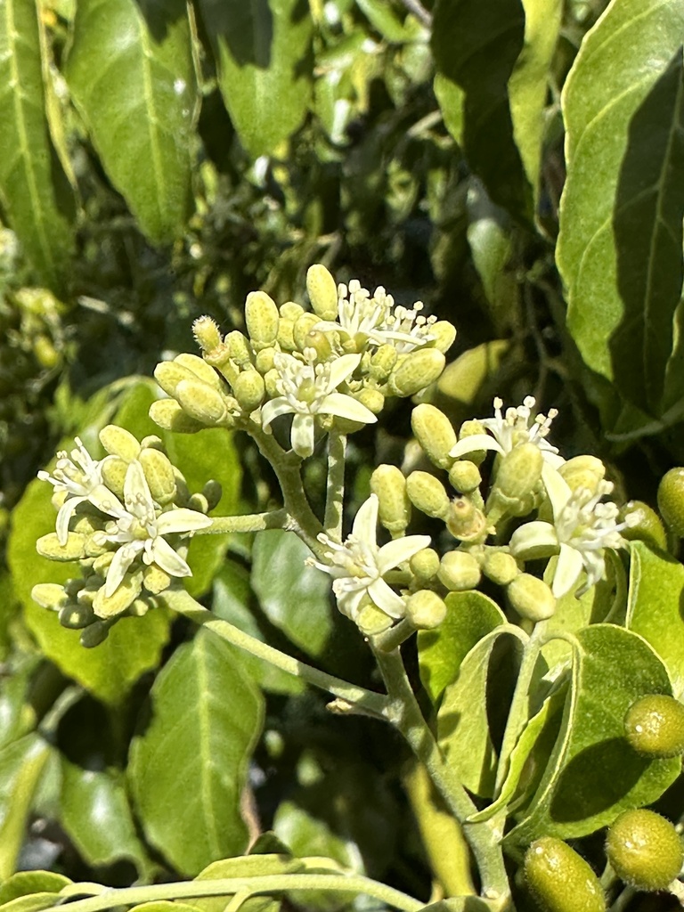 limeberry from Brisbane Botanic Gardens Mount Coot-tha, Mount Coot-Tha ...