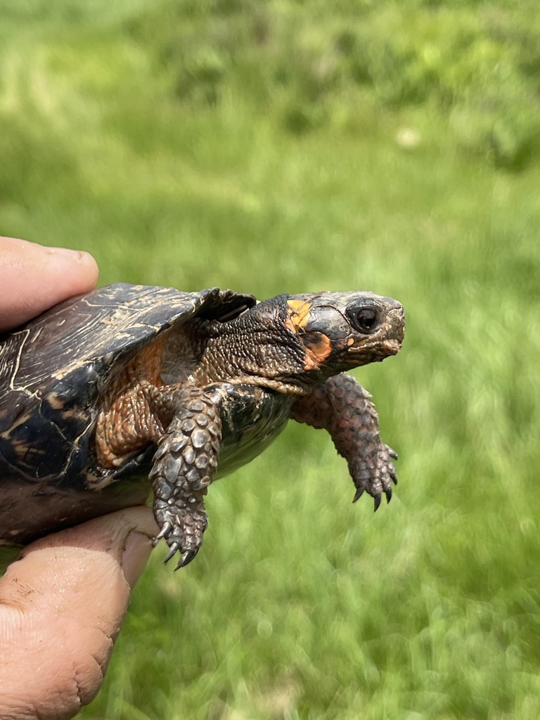Bog Turtle in May 2024 by Mike Mosser · iNaturalist