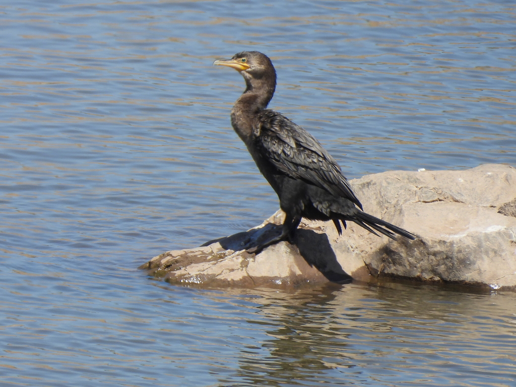 Neotropic Cormorant from Culiacán Rosales, Sin., México on May 23, 2024 ...
