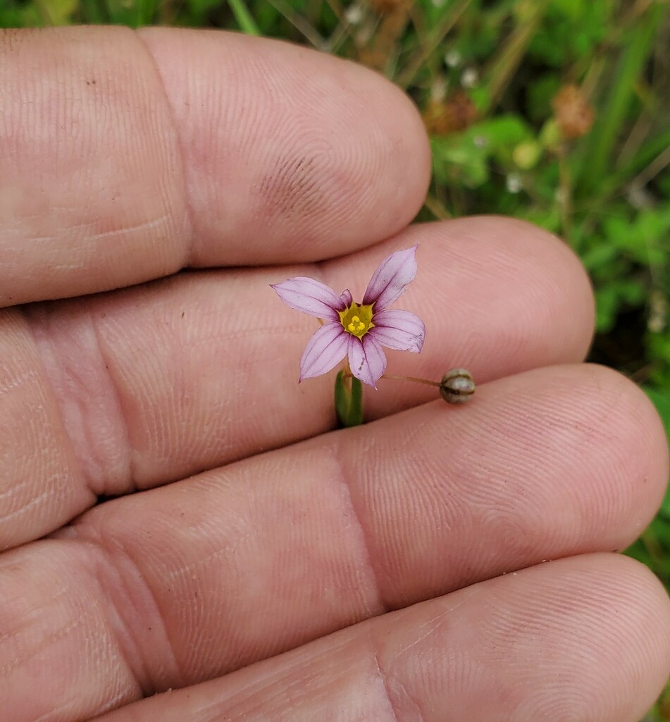 Blue Pigroot from Newton County, TX, USA on May 7, 2024 at 11:12 AM by ...