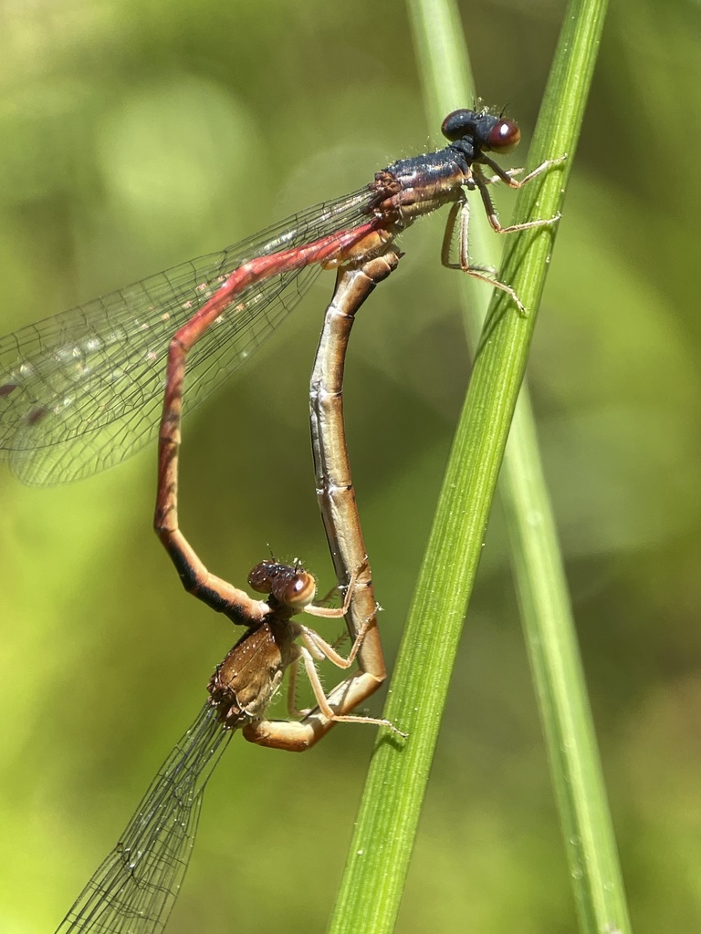 Eastern Red Damsel in May 2024 by zbohm · iNaturalist