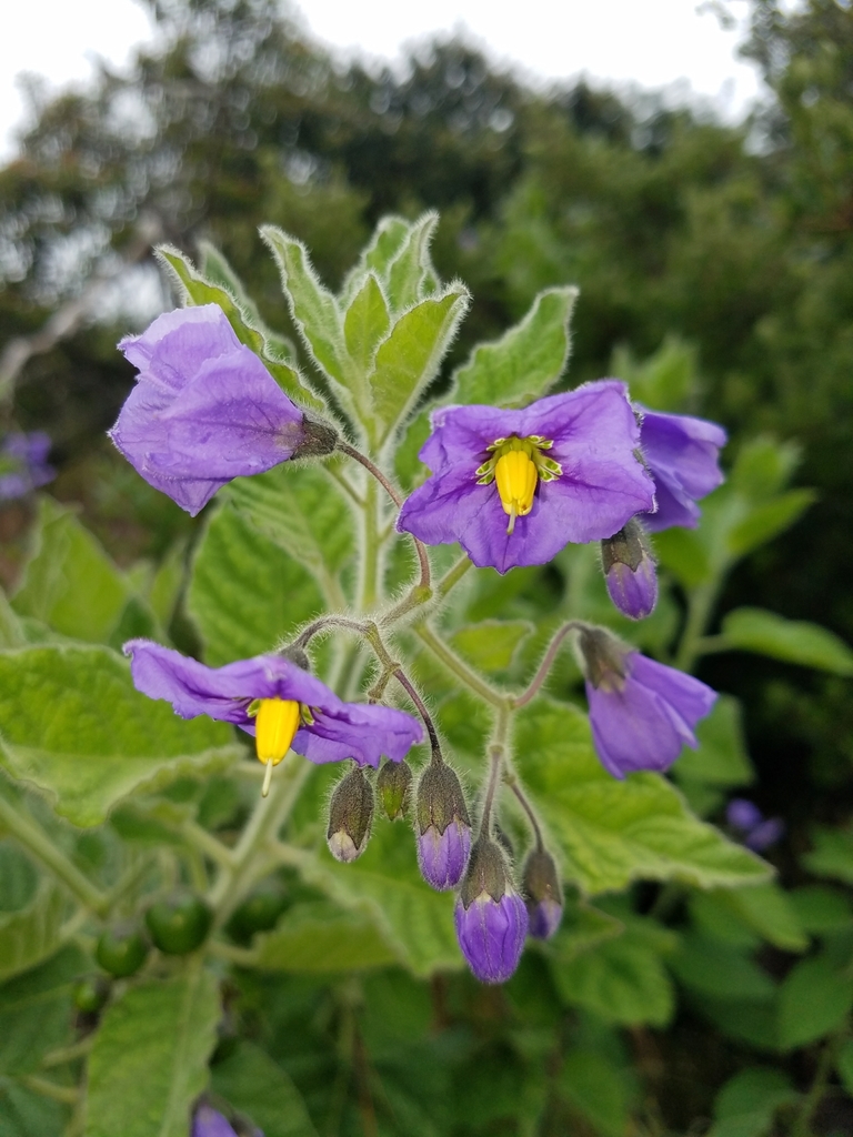 nightshades (Solanaceae (Potato or Nightshade) of the Pacific Northwest ...