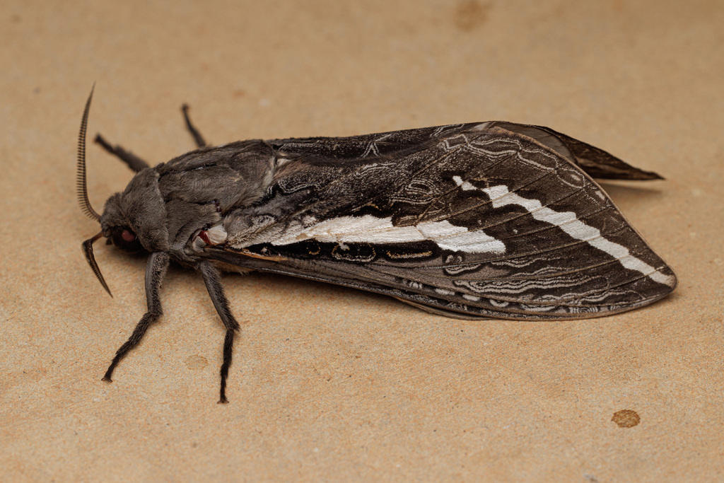 White-underwing Ghost Moth from Gluepot SA 5417, Australia on April 16 ...