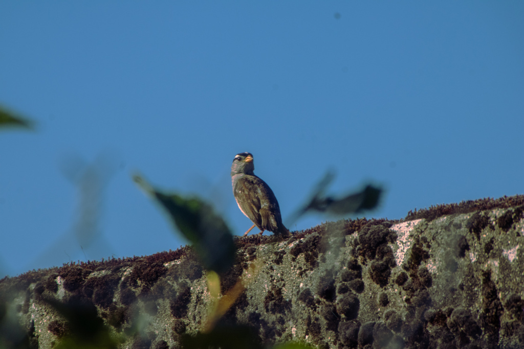 White-crowned Sparrow from Possession Sound, Mukilteo, WA, US on June ...