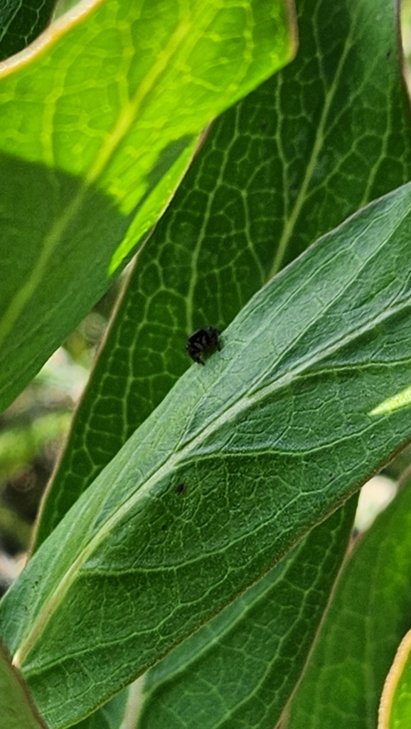 Bold Jumping Spider from Shawnee, OK, USA on May 20, 2024 at 04:50 PM ...