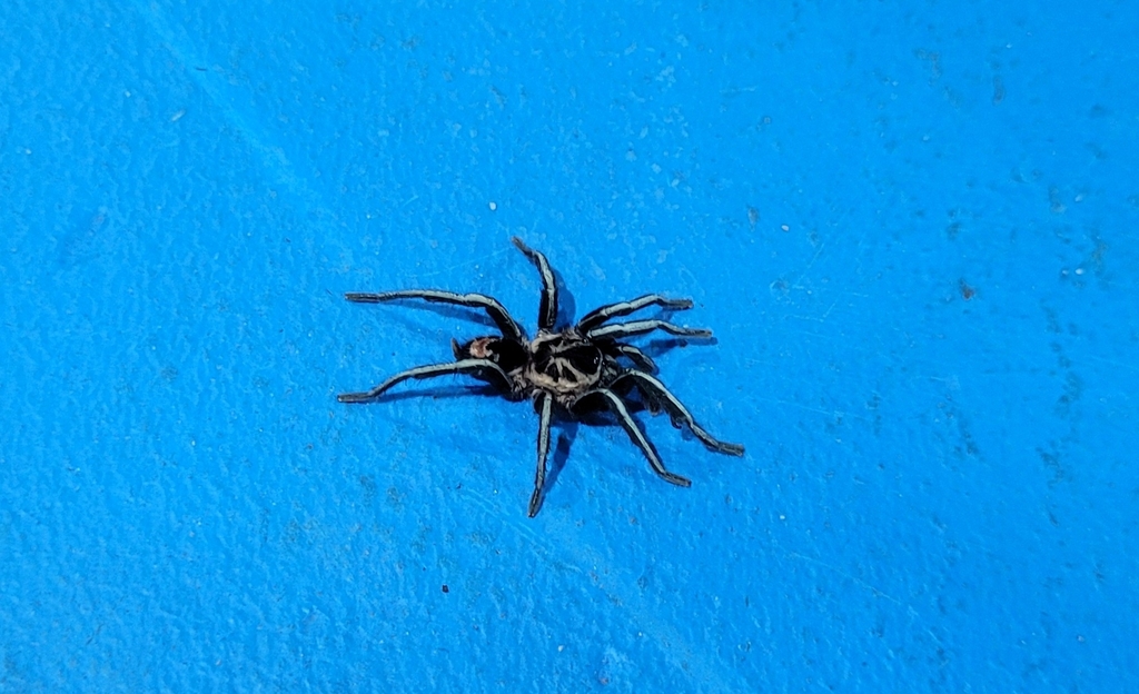 Colombian Dwarf Tiger Tarantula from Villavicencio, Meta, Colombia on ...