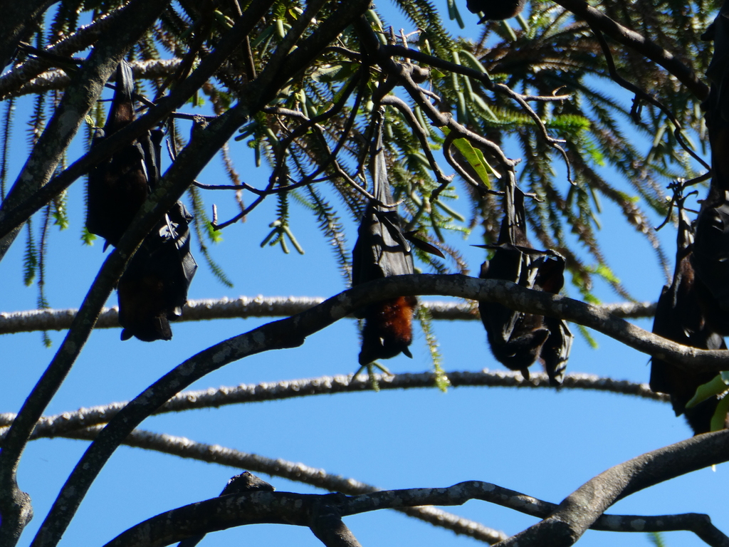 Black Flying-fox from Brisbane QLD, Australia on May 18, 2024 at 11:14 ...
