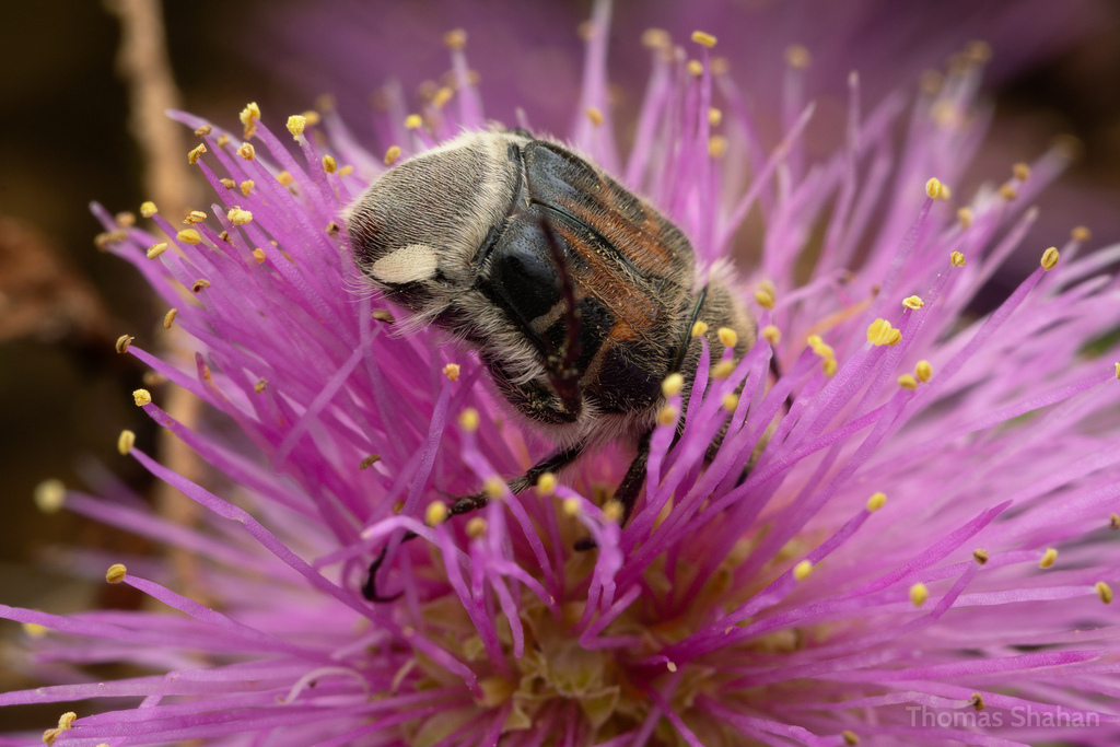 Bee-like Flower Scarab in May 2024 by Thomas Shahan · iNaturalist