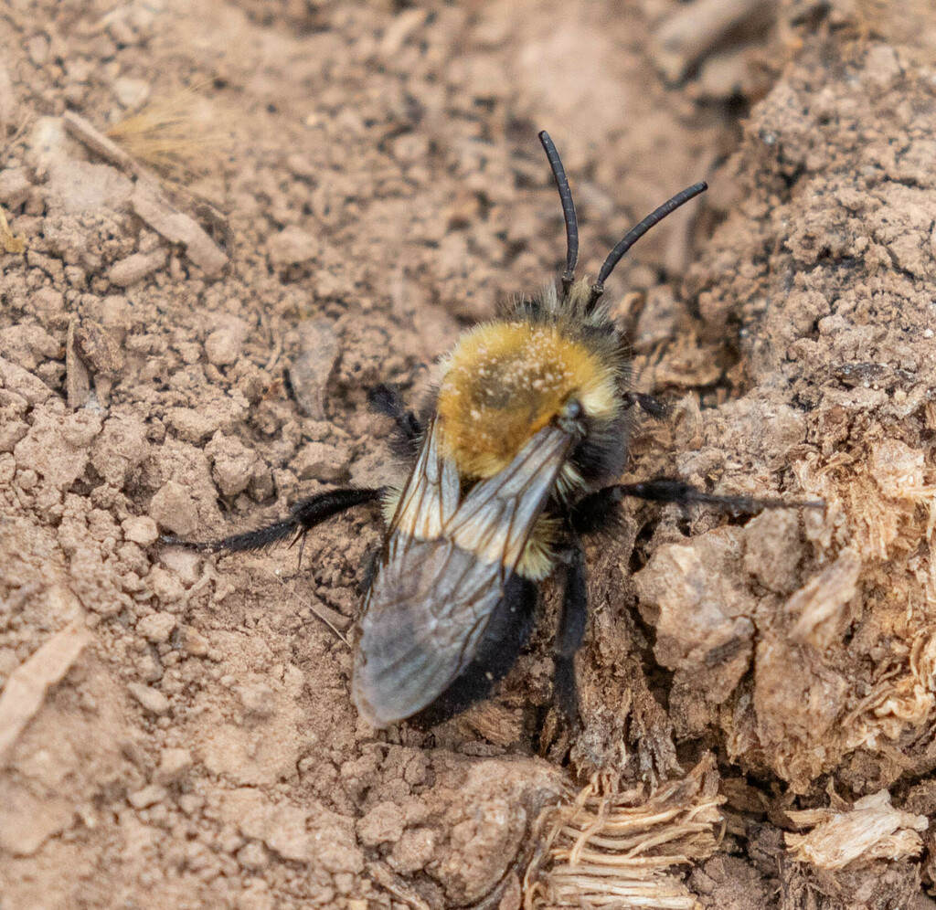 Melecta from White Pine County, NV, USA on May 14, 2024 at 09:26 AM by ...