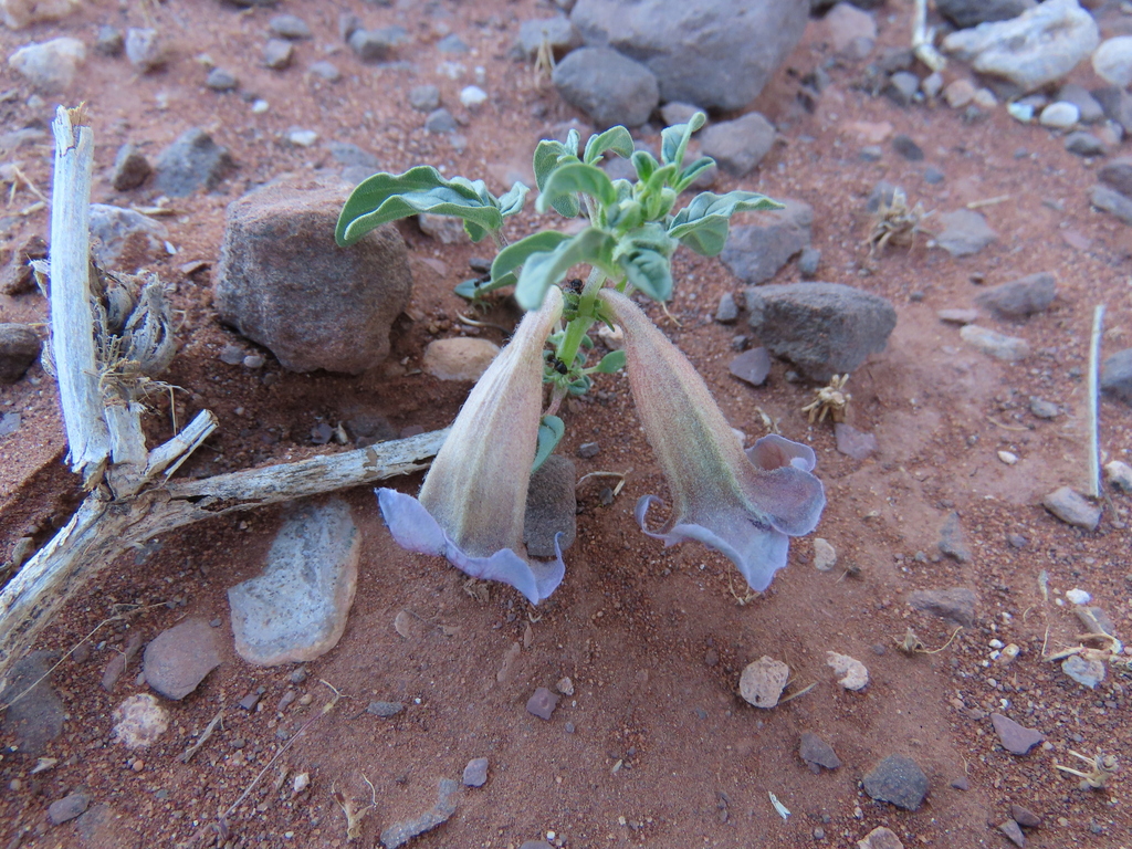 Wild Sesame from Hardap Region, Namibia on May 2, 2024 at 09:20 AM by ...