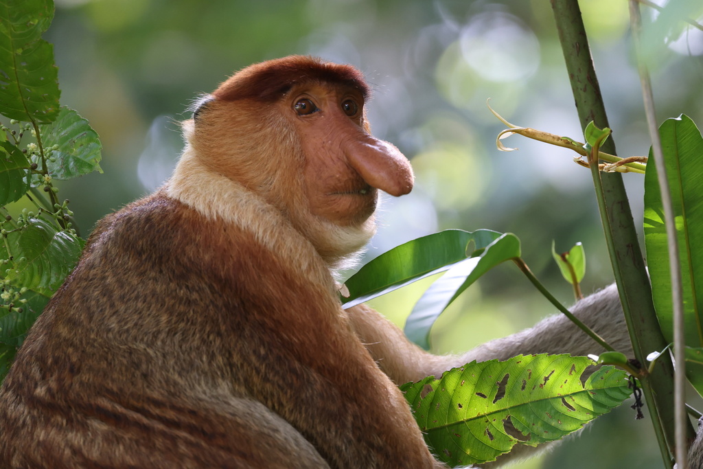 Proboscis Monkey in May 2024 by Chong Yan Kai · iNaturalist