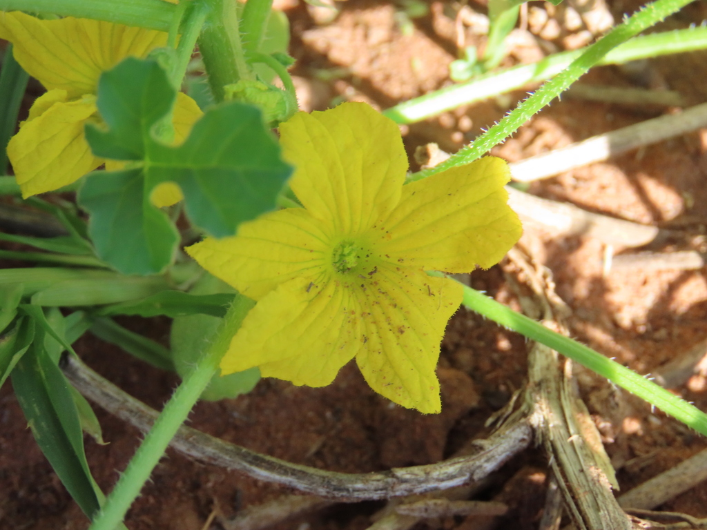 Small Wild Cucumber from Hardap Region, Namibia on May 2, 2024 at 09:37 ...