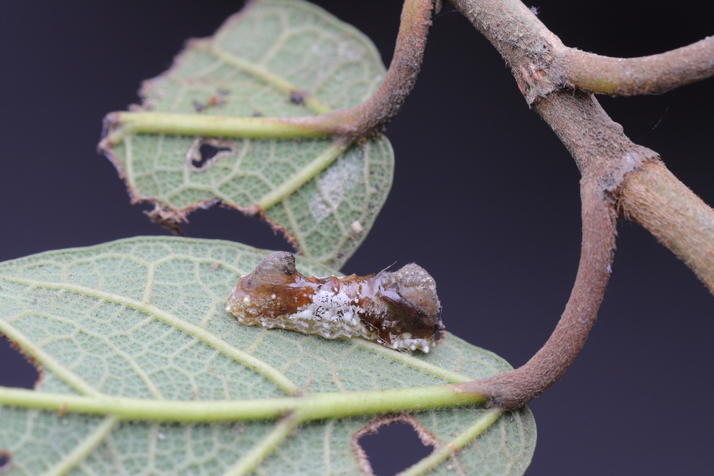 Phauda triadum from 中国浙江省杭州市 on June 4, 2021 at 10:28 AM by Li Jianbo ...