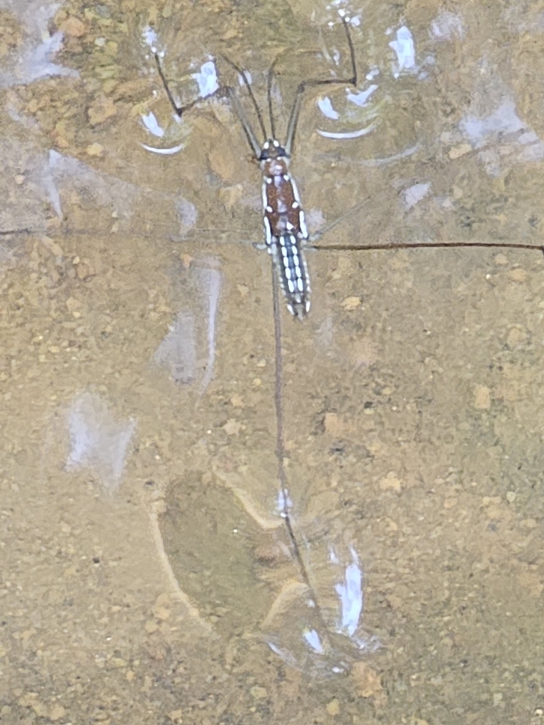 Ptilomera tigrina in May 2024 by klearad. Gerridae Water Striders · iNaturalist