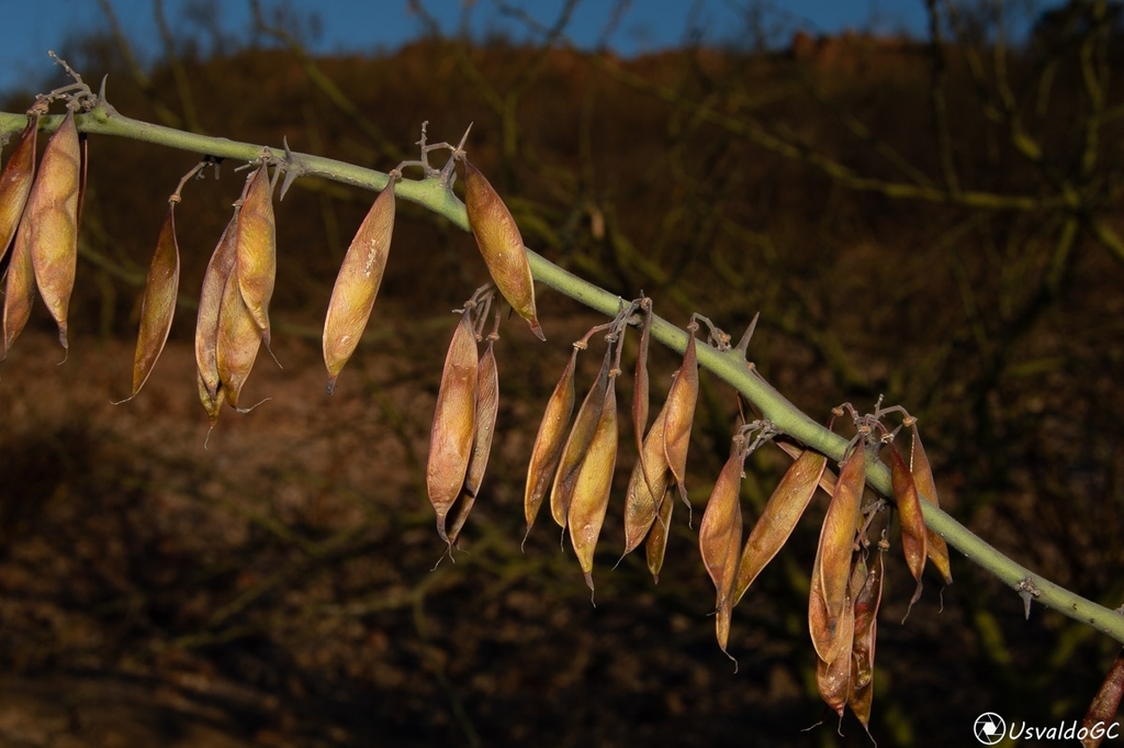 palo brea from 85430 Vícam, Son., México on May 23, 2024 at 06:31 PM by ...