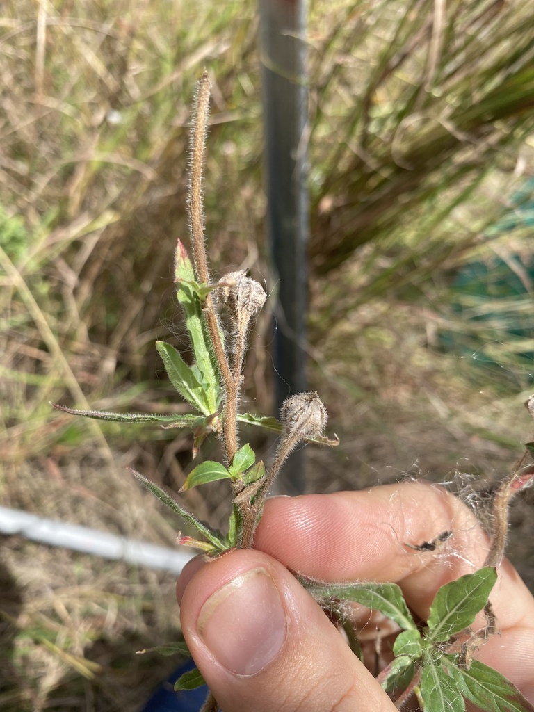 camel bush from Old Hiddenvale Nature Refuge, Mulgowie, QLD, AU on May ...