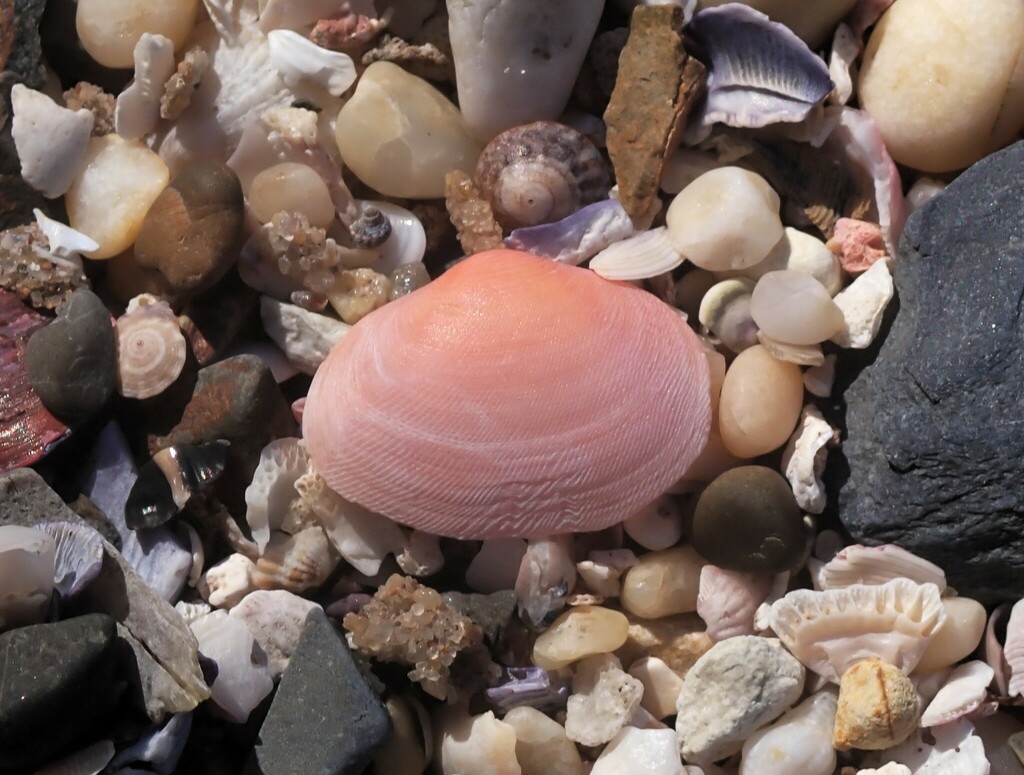 Tellins, Sunset Clams, and Allies from Barcoongere NSW 2460, Australia ...