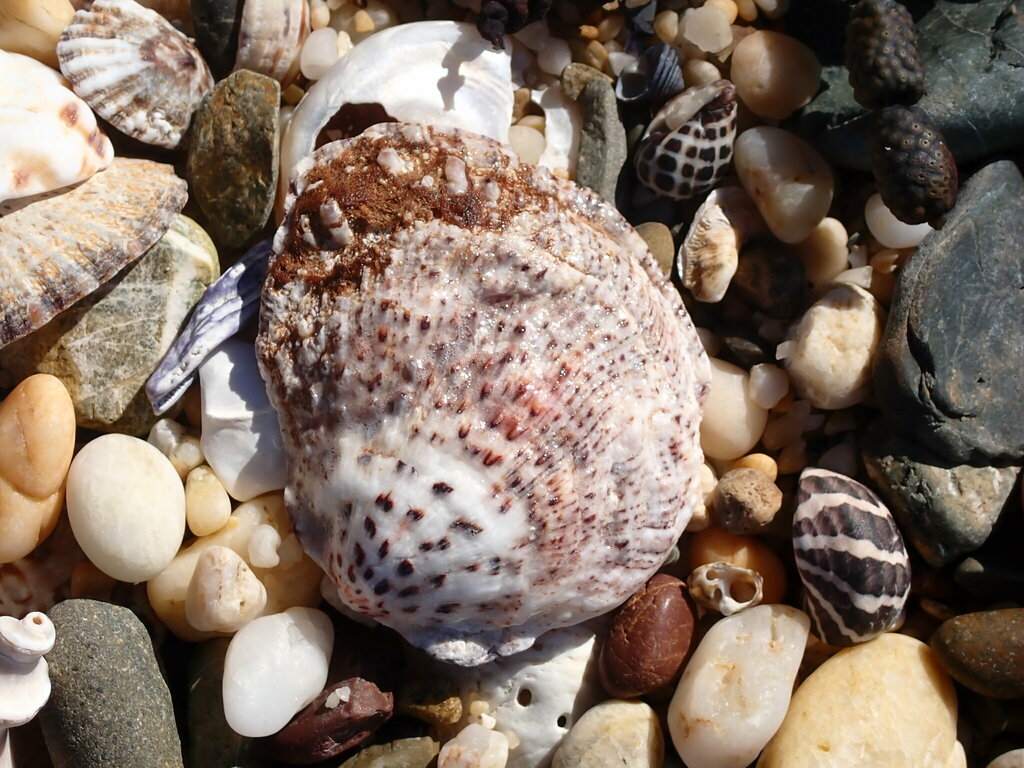 Spondylus nicobaricus from Barcoongere NSW 2460, Australia on May 23 ...